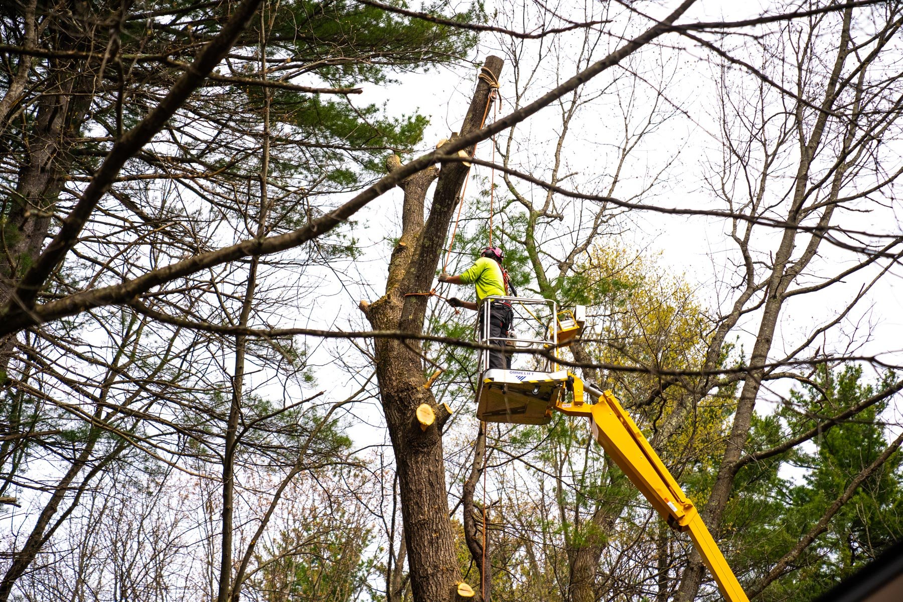The Top 4 Benefits of Regular Tree Pruning in New England